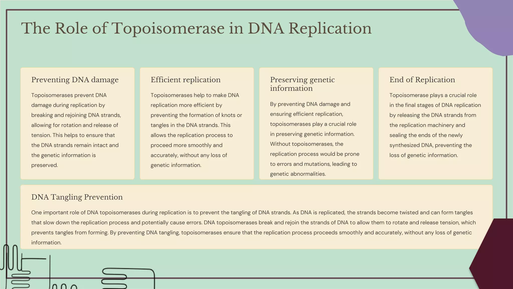 topoisomerasenew1.pptx