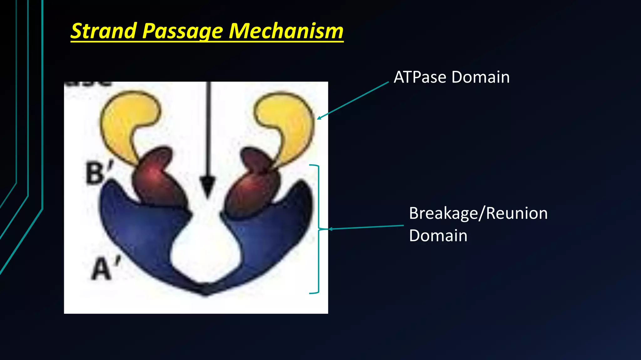 Topoisomerases | PPTX