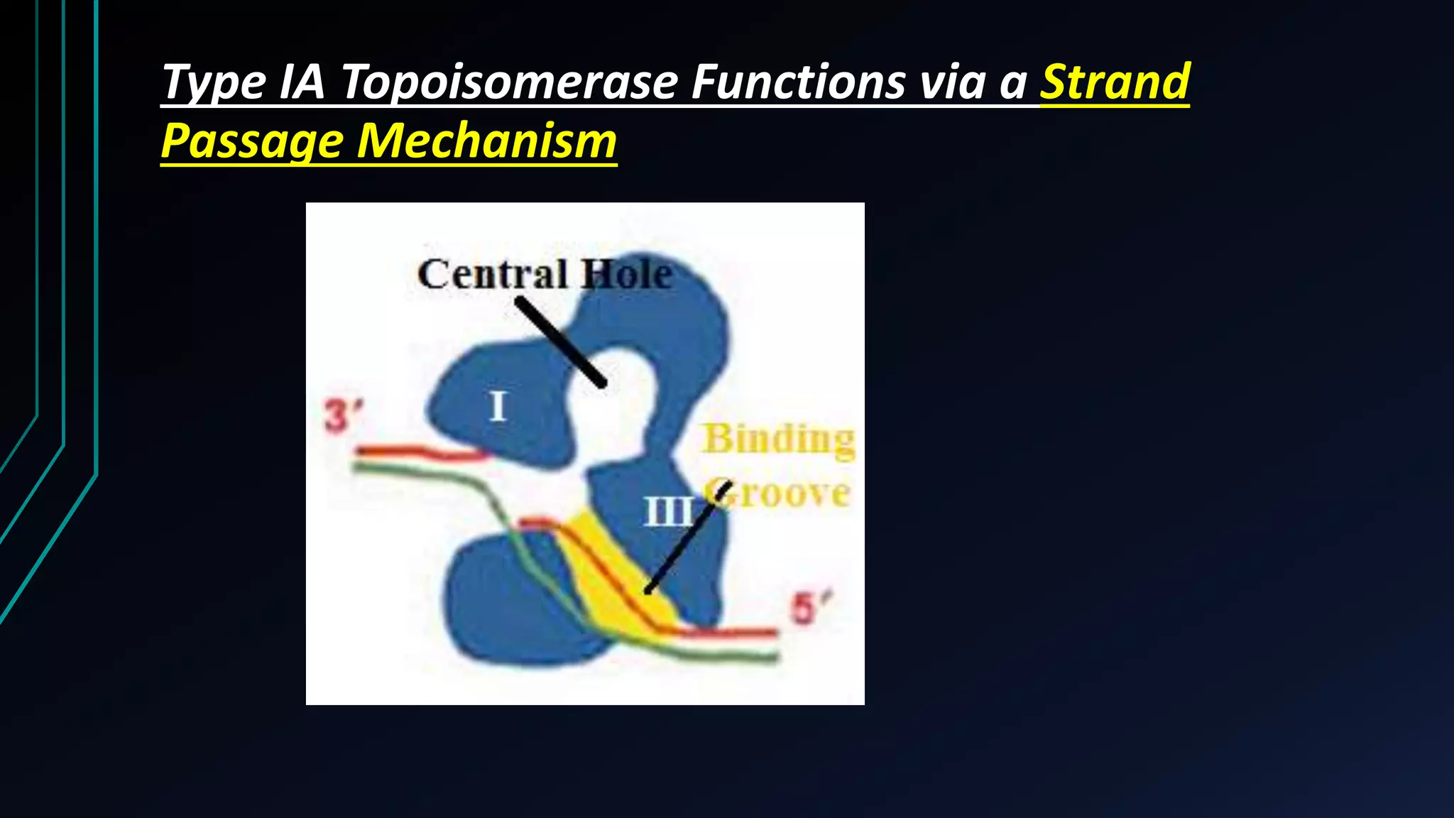 Topoisomerases | PPTX