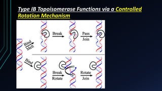Topoisomerases | PPTX