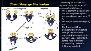 Topoisomerases | PPTX