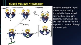 Topoisomerases | PPTX