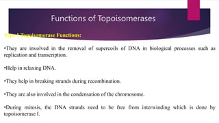 Topoisomerases.PPTX nsjskskksnsbsbbsjsjl | PPT
