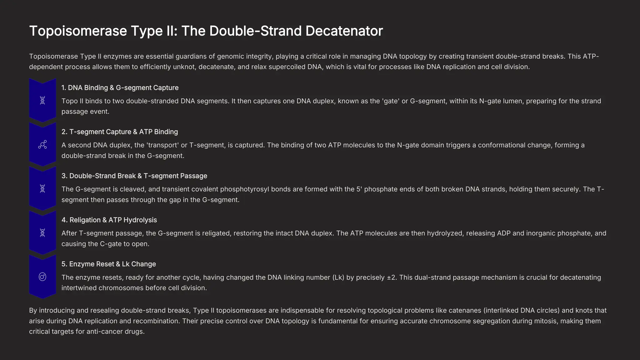 Topoisomerases-Type-I-and-Type-II final.pdf