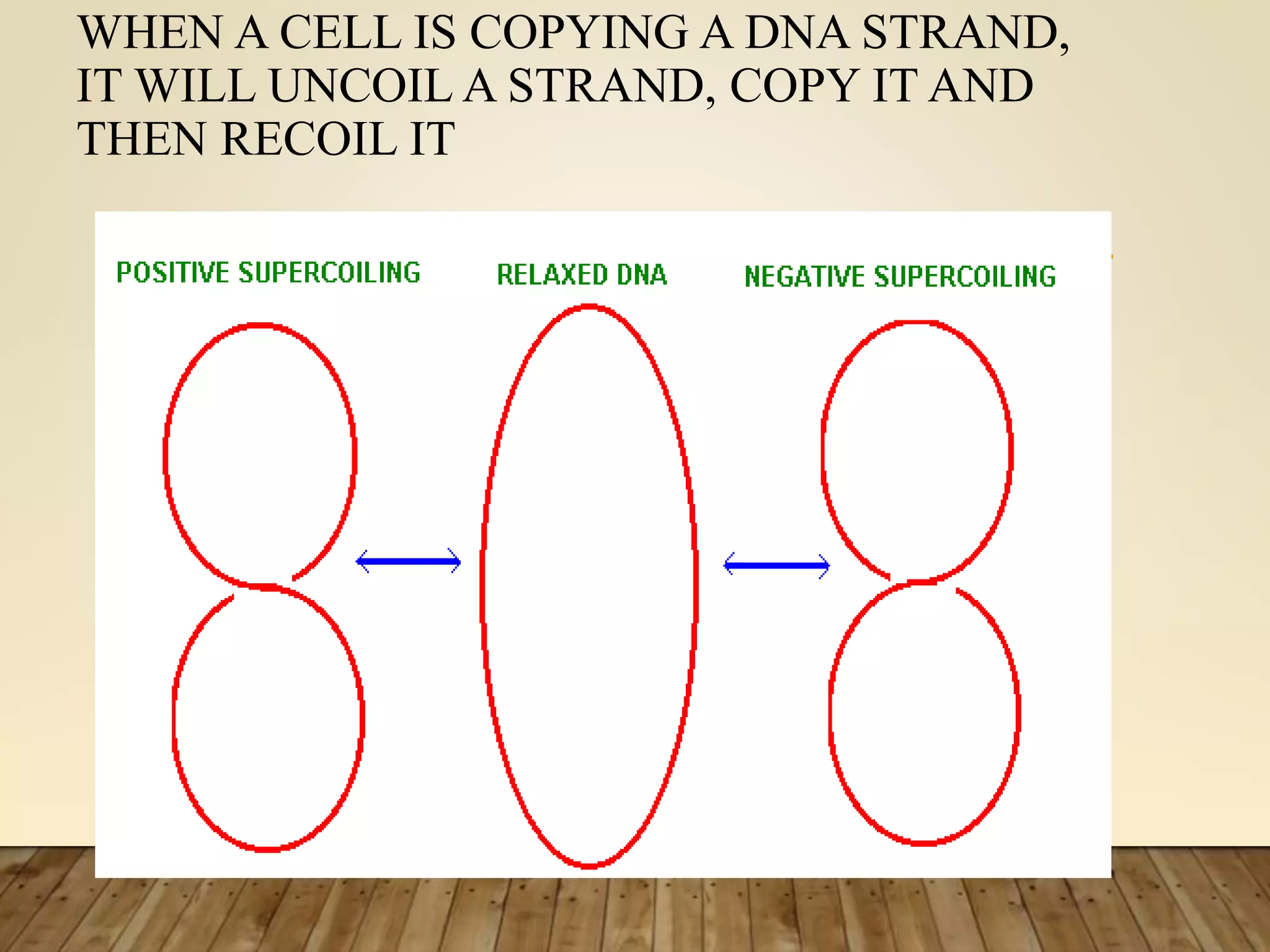 Topological manupilation of DNA.pptx