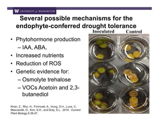 The Use of Diazotrophic Endophytes as a Means for Climate Change ...
