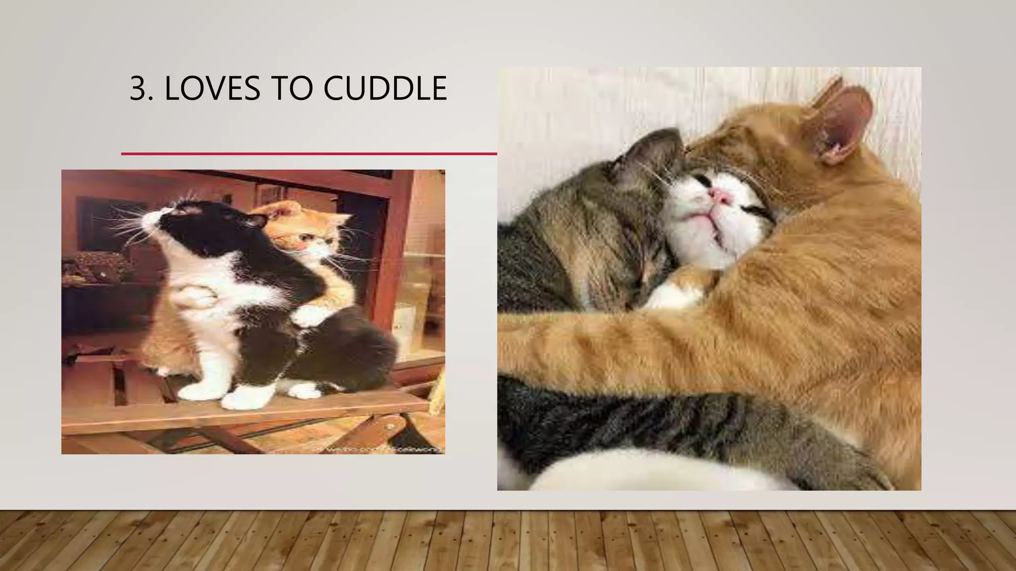 Top Ten reasons why you should love cats.pptx