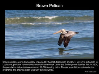 Back from the Brink | PPTX | Birdwatching | Hobbies & Interests