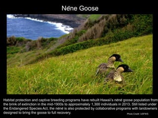 Back from the Brink | PPTX | Birdwatching | Hobbies & Interests