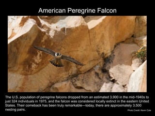 Back from the Brink | PPTX | Birdwatching | Hobbies & Interests