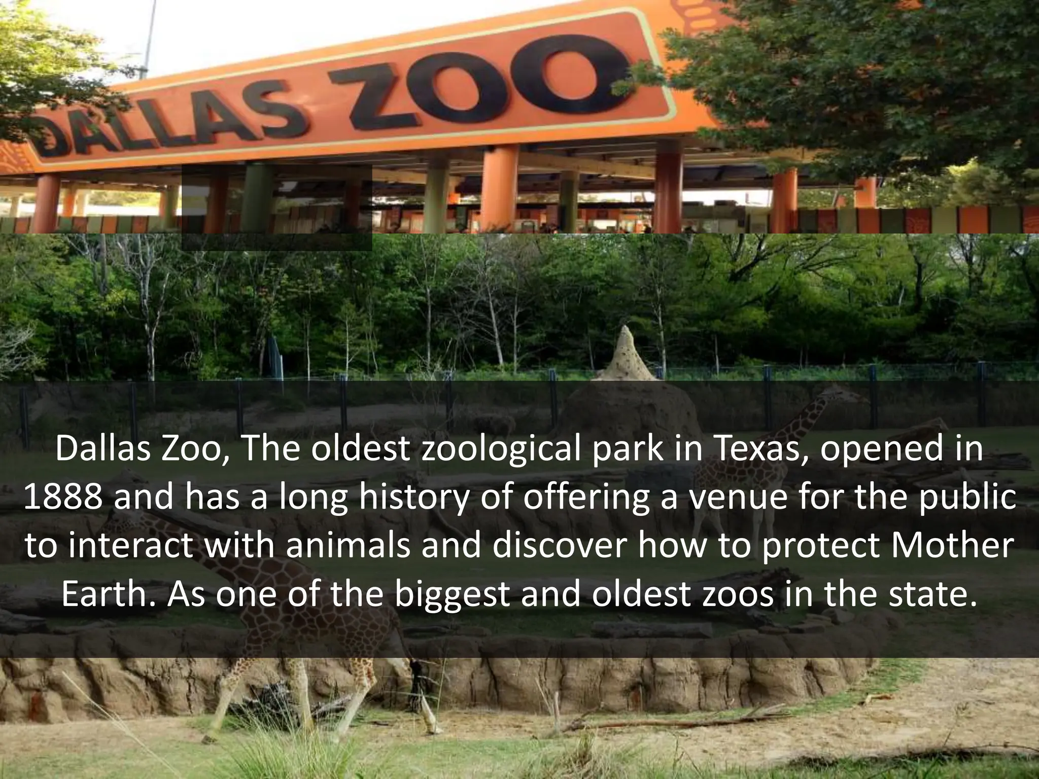 THIS POST WILL TAKE A LOOK AT THE TOP 10 ZOOS IN USA | PPT