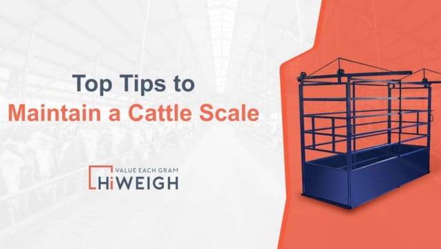 Top Tips to Maintain a Cattle Scale.pptx | Large Animals | Pets