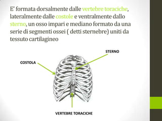 Torace e bacin0 | PPT