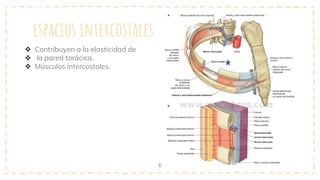 Toracostomia cerrada y toracocentesis | PPTX