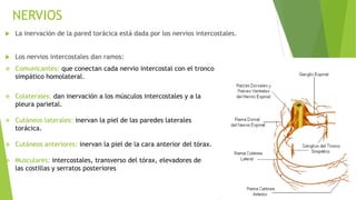 Torax - Anatomía de tórax | PPTX