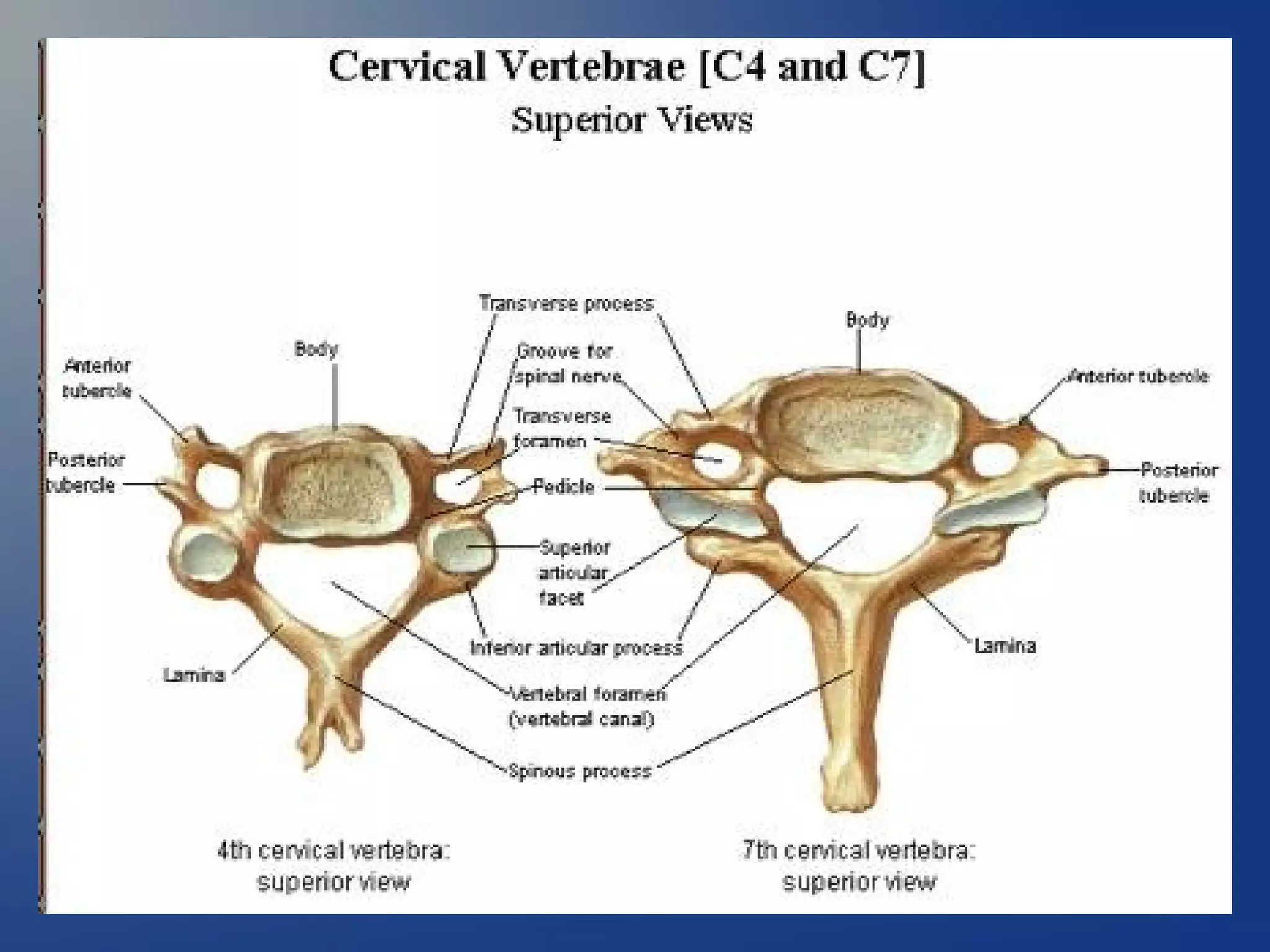 Kosti trupa i grudnog koša | PPT