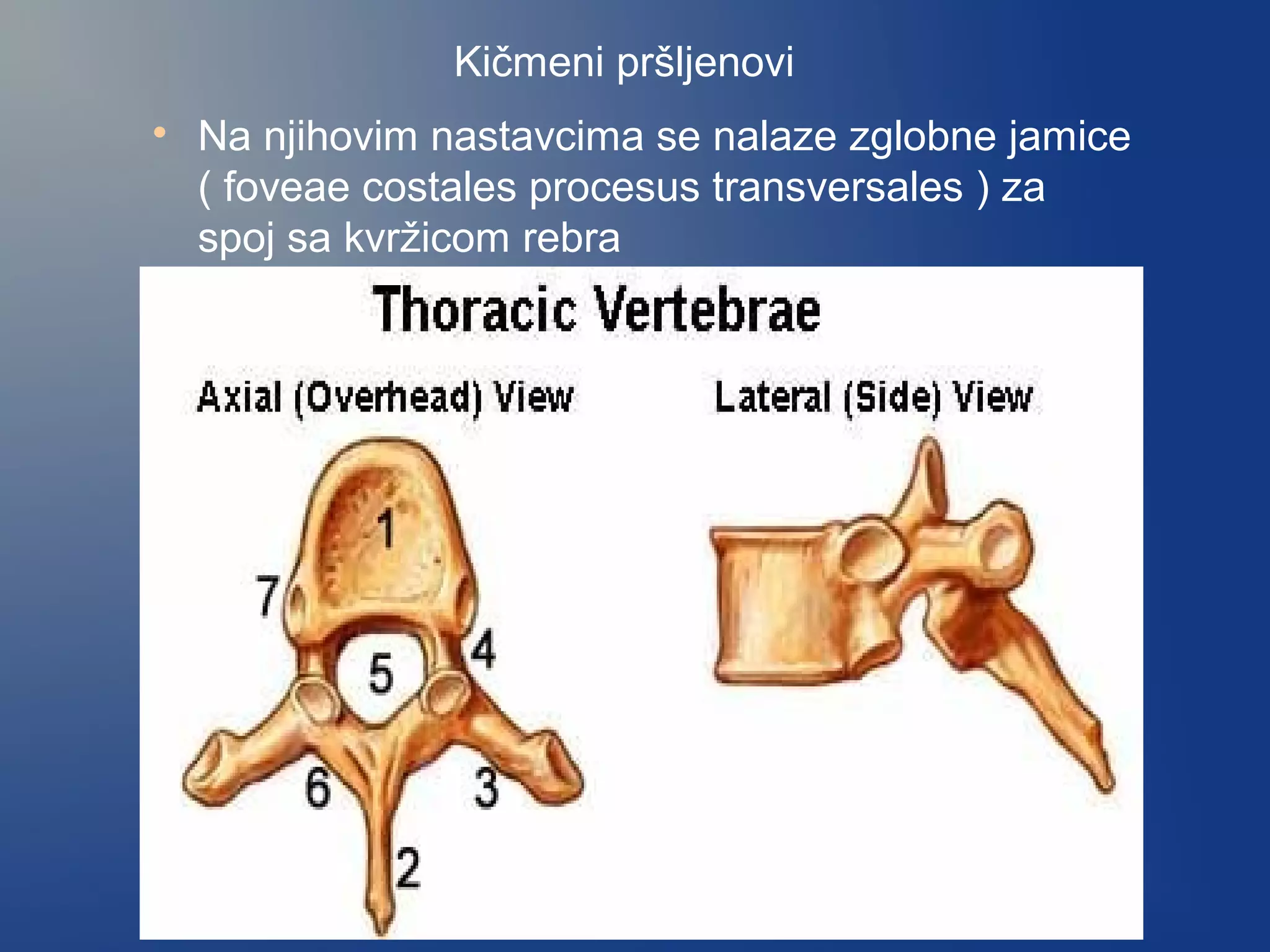 Kosti trupa i grudnog koša | PPT