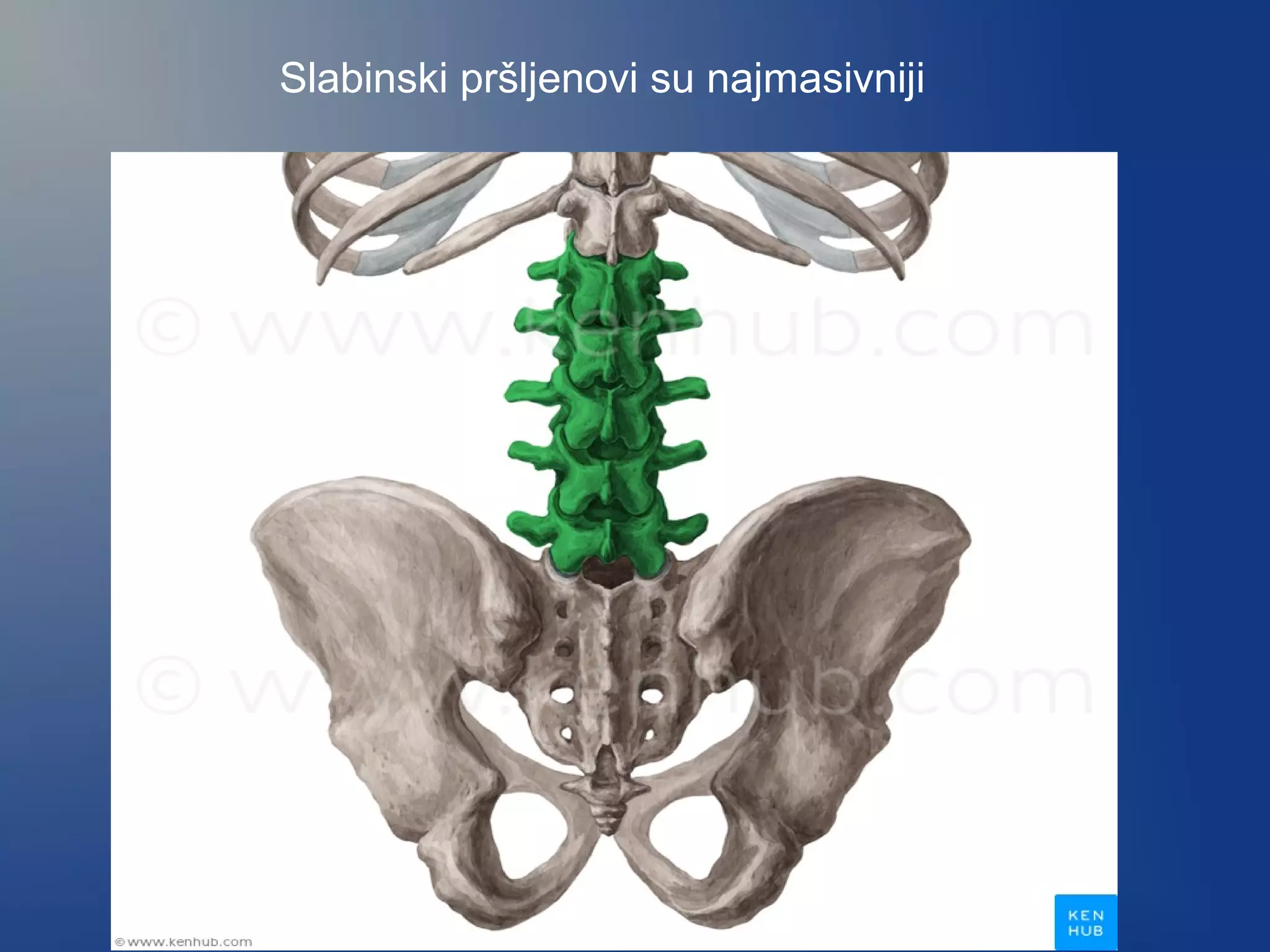 Kosti trupa i grudnog koša | PPT