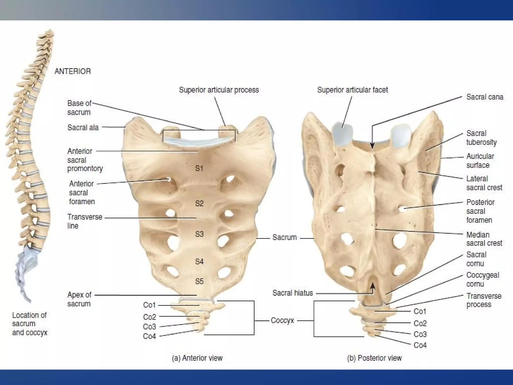 Kosti trupa i grudnog koša | PPT