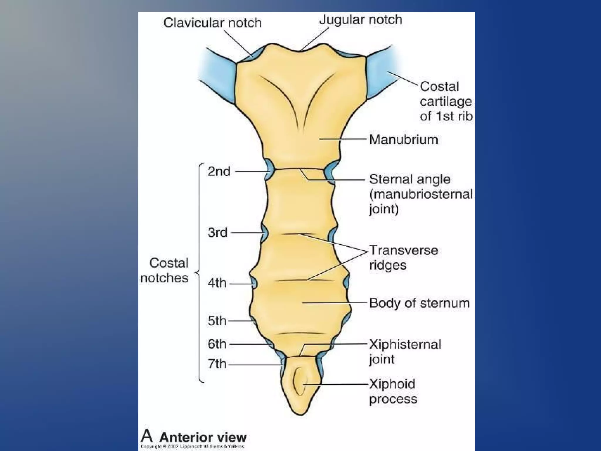 Kosti trupa i grudnog koša | PPT
