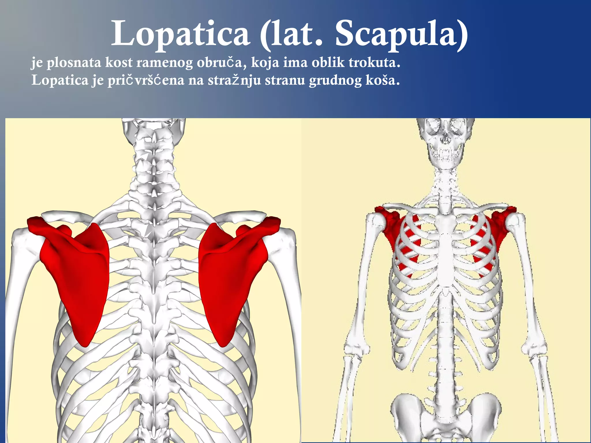 Kosti trupa i grudnog koša | PPT