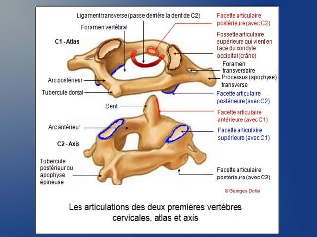 Kosti trupa i grudnog koša | PPT