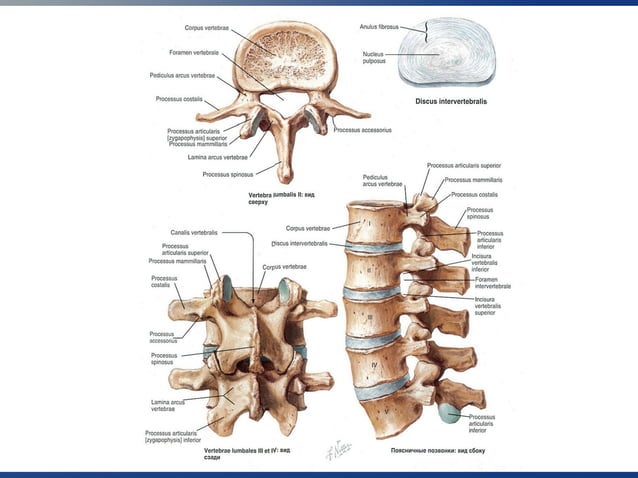 Kosti trupa i grudnog koša | PPT