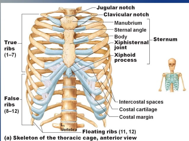 Kosti trupa i grudnog koša | PPT
