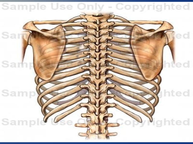Kosti trupa i grudnog koša | PPT