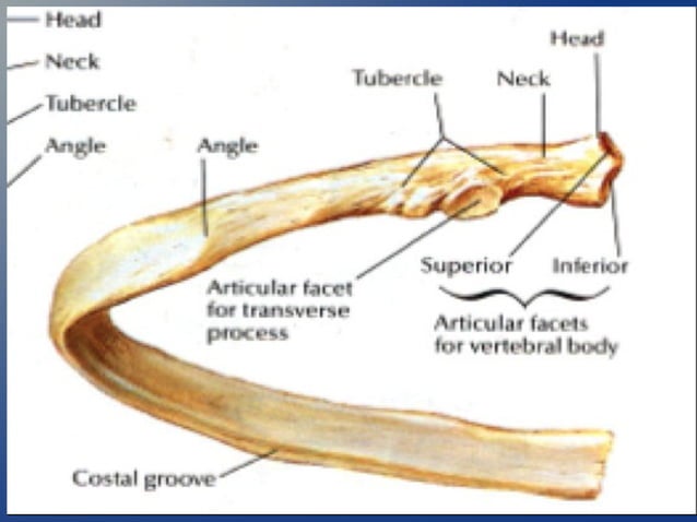 Kosti trupa i grudnog koša | PPT