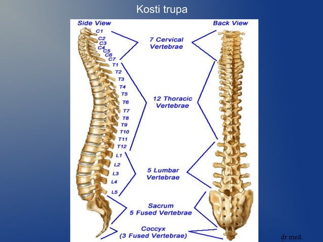 Kosti trupa i grudnog koša | PPT