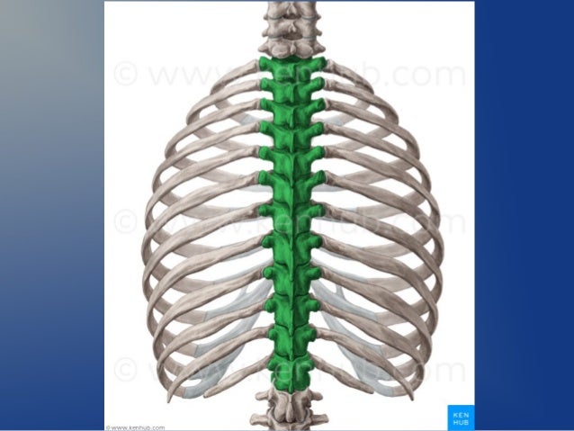 Kosti trupa i grudnog koša