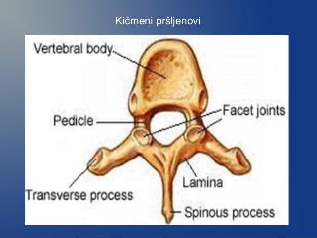 Kosti trupa i grudnog koša