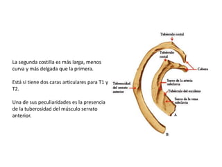 Tórax - articulaciones del tórax | PPTX