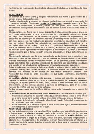 Torax. anatomia. | DOCX