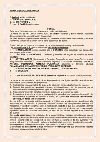 Torax. anatomia. | PDF