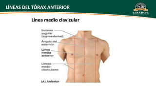 TORAX.pptx