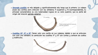 Caja torácica, parrilla costal y el esternón | PDF