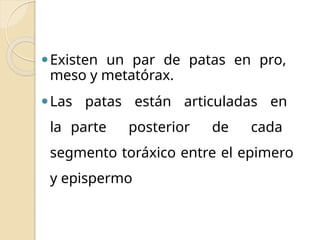 Entomologia, morfologia de los insectos,Torax.pptx