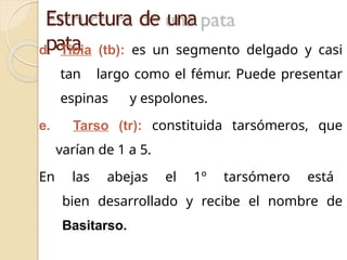 Entomologia, morfologia de los insectos,Torax.pptx