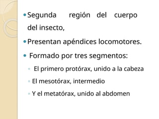 Entomologia, morfologia de los insectos,Torax.pptx