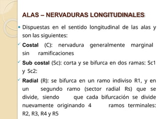 Entomologia, morfologia de los insectos,Torax.pptx