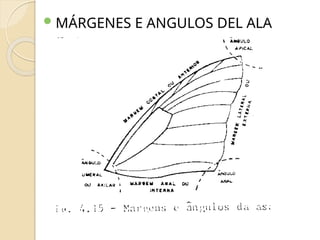 Entomologia, morfologia de los insectos,Torax.pptx