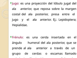 Entomologia, morfologia de los insectos,Torax.pptx