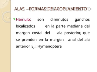 Entomologia, morfologia de los insectos,Torax.pptx