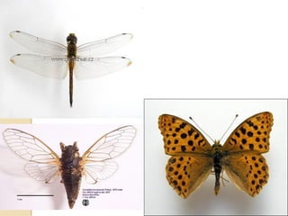 Entomologia, morfologia de los insectos,Torax.pptx