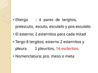 Entomologia, morfologia de los insectos,Torax.pptx