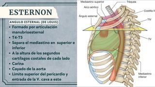 Anatomía del libro moore de la región de tórax | PDF