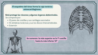 Anatomía del libro moore de la región de tórax | PDF