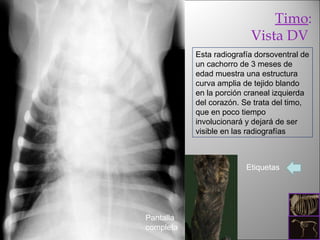 radiologia veterinaria Torax | PPS